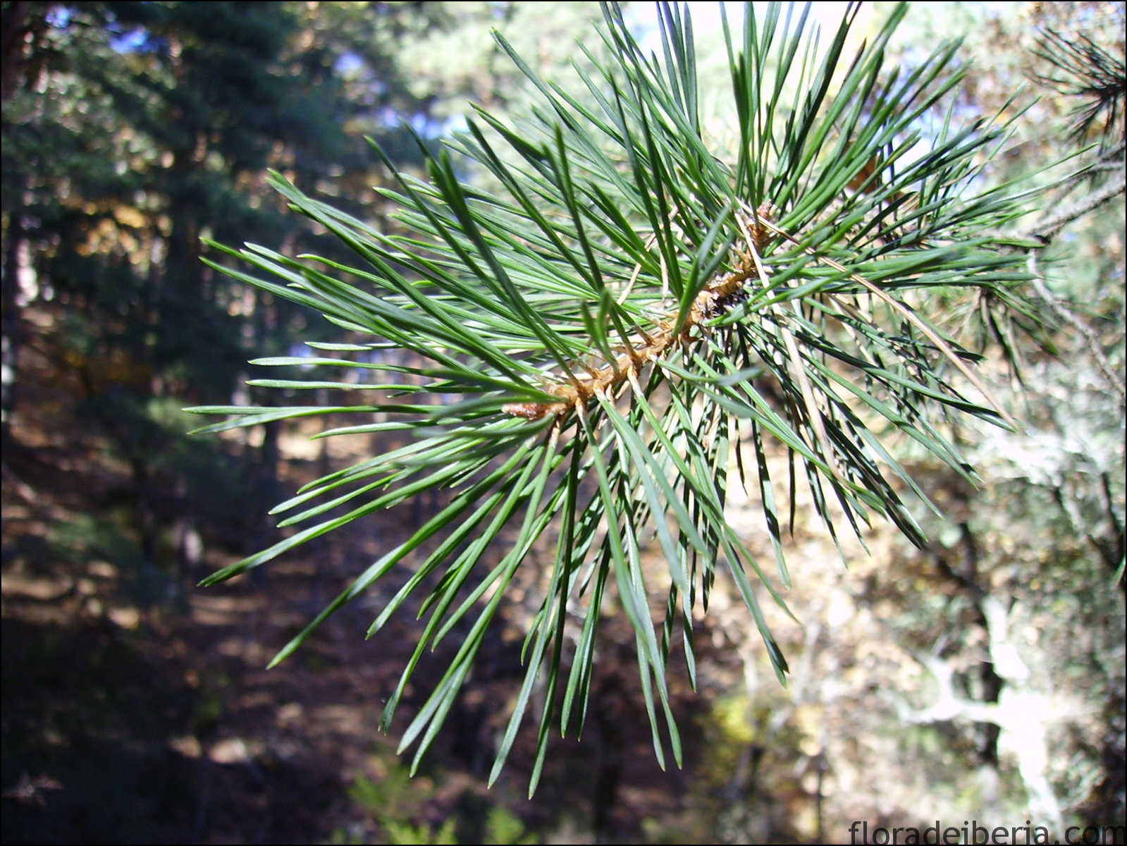 "Pinus sylvestris" (Pino albar, pino silvestre)